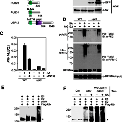 UPL3 generates ubiquitin chains at the proteasome.
