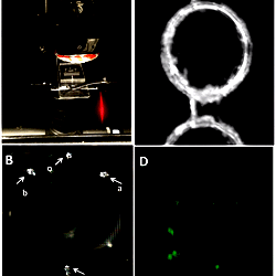 ScanDrop: E. coli detection.