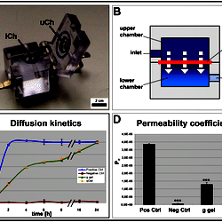 Diffusion characteristics.