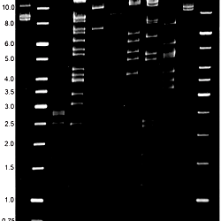 Restriction profile of Tsamsa phage.