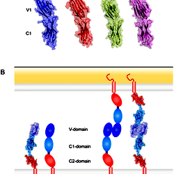 Comparison of RAGE V-C1 structure with homophilic cell adhesion ...