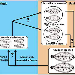 The common sole has a complex life cycle, with a pelagic marine larval ...