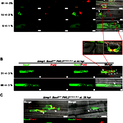 IMP1 is required for biotrophic interface longevity.