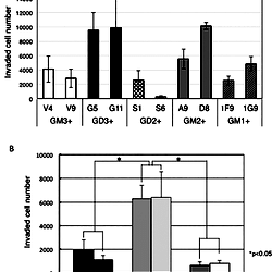 Invasion activities of GD3+ cells increased, while those of GD2+ cells ...
