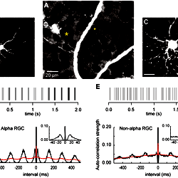 Cell targeting and spike train auto-correlograms.