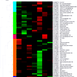 Heatmap of cell death-associated genes.