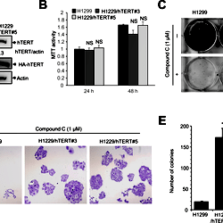 H1299 cells expressing hTERT are resistant to compound C treatment.