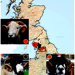 The distribution of three locally adapted sheep breeds of the UK ...
