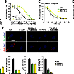 TMEM165 KO cells showed reduced levels of glycosphingolipids.