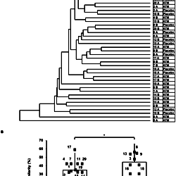 Dendrogram of T-RFLP profiles before and after the ATM therapy.