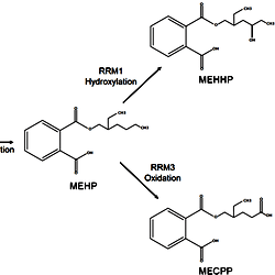 Metabolic pathway of di(2-ethylhexyl) phthalate (DEHP) metabolites.