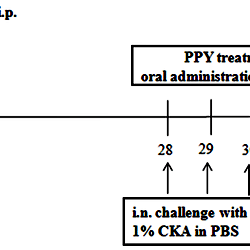 Schematic diagram of the experimental protocol.