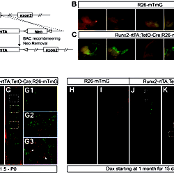 Generation and characterization of Runx2-rtTA transgenic mice.