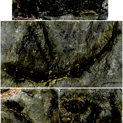 Caudal vertebrae and haemal arches of type specimen (UTGD 54655) of ...