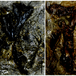 ?Femur, tibiae and ?fibula of type specimen (UTGD 54655) of ...