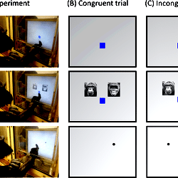 Schematic diagram of the dot-probe task.
