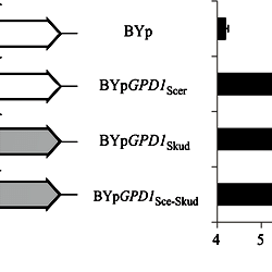 Glycerol production in strains with different versions of GPD1.