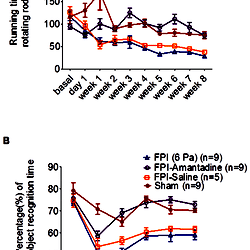 Behavioral test results for the different rat groups.