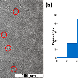 Sporosarcina pasteurii can clog and strengthen a porous medium mimic ...