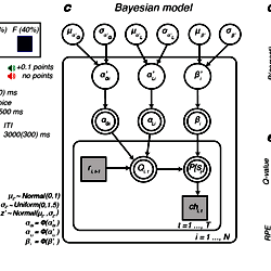 Probabilistic selection task and reinforcement learning model.