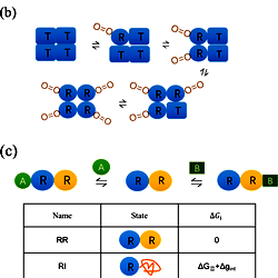 Schematic diagram of MWC, KNF and EAM models.