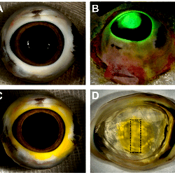 CXL procedure and sample preparation.