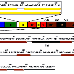 Schematic illustration of the full-length HCMV gB.