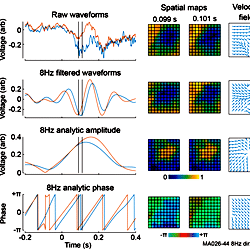 Oscillatory filtering and velocity vector field calculation in LFPs ...