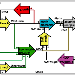Schematic representation of the model, with color-coded biomechanics ...