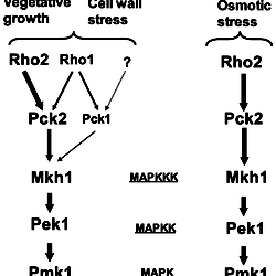 In fission yeast, Rho1 GTPase and PKC ortholog Pck1 are upstream ...