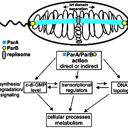 Model of ParA and ParB action in P. aeruginosa.