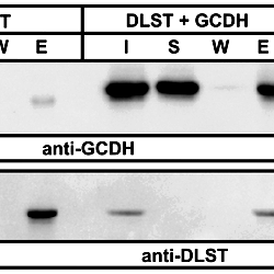 Co-Precipitation of DLST with GCDH.