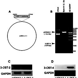 (A–B) Cloning of Zebrafish (ZF) encoded 3-OST-4 isoform into pCDNA3.1.