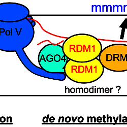 Model of differential RDM1 participation in the RdDM pathway.