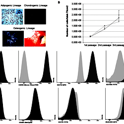 Characterization of MSC.