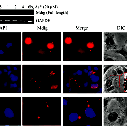 Arsenic (As3+) increases mdig expression and cytoplasmic localization.