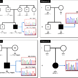 Segregation of selected variants.