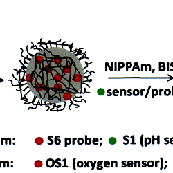Schematic illustration of the preparation process of the P(St-co-NIPAm ...