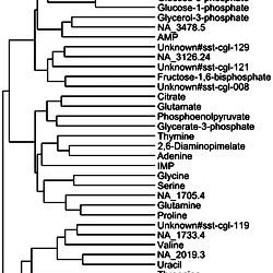 Dendrogram based on the correlation values in figure 3.