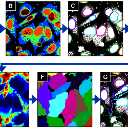 Cytoplasm segmentation using seeded cell segmentation method.