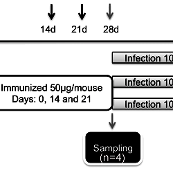 Schematic representation of the target identification phase.