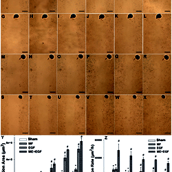 Influence of power frequency MF on the average migration rate of FL cells.