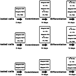 Schematic diagram of three-stage differentiation protocols.