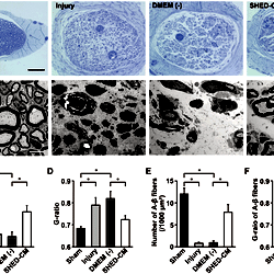 Morphological evaluation of nerve regeneration in the SLN.