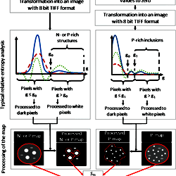 Scheme of the processing of EFTEM N- and P-maps.