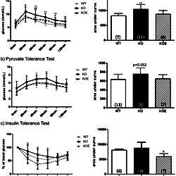 Six month-old male whole body glucose, insulin and pyruvate tolerance.