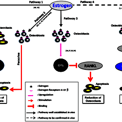 Schematic diagram showing estrogen mediated regulation of bone ...