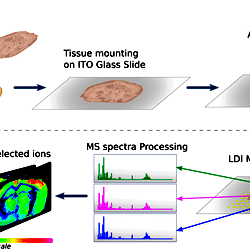 Experimental workflow of the developed gold nanolayer-assisted LDI-MSI ...