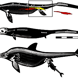 Stylized reconstruction of adult and embryo of Chaohusaurus in ...