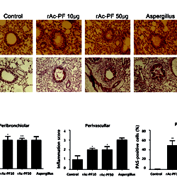 Representative histopathological changes after rAc-PF treatment.